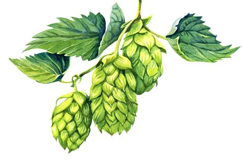 Hops Botanical Illustration