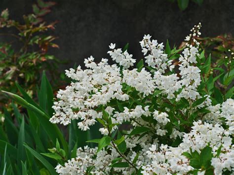 ヒメウツギを庭に植えてはいけないのは迷信！植えると良い点を解説 みゆ庭