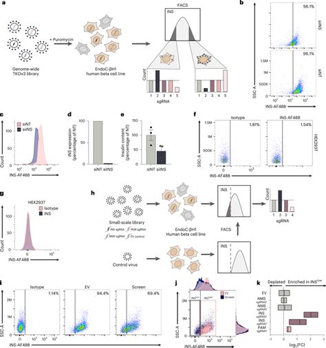 Optimization Of A Crispr Screen For Insulin Content In Endoc βh1 A