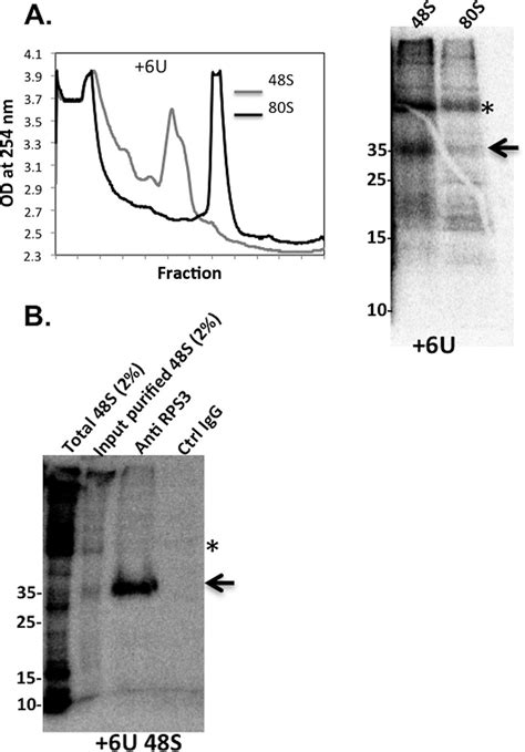 Identification Of Rps3 As Tisu Interacting Ribosomal Protein A 48s