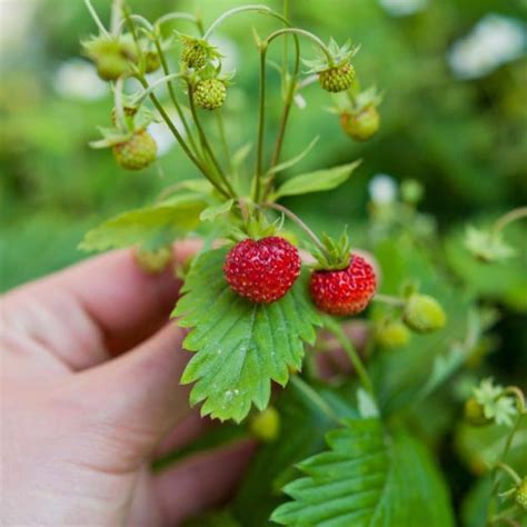 How To Grow Wild Strawberries Strawberry Plants