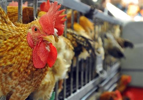 食安中心：暫停進口韓國和英國部分地區禽肉及禽類產品 香港商報