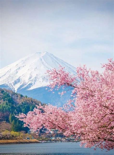 一生應該去富士山下看看櫻花太美了 每日頭條
