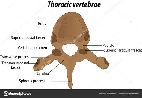 Vértebras Torácicas Partes Anatomía Las Vértebras Torácicas Etiquetado