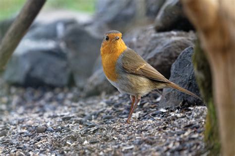 Rougegorge Familier Erithacus Rubecula 23A 5358 Au Pied Flickr