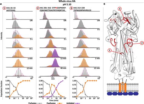 Concurrent Fusion Subunit Triggering And Ha1 Rbd Interface Download Scientific Diagram