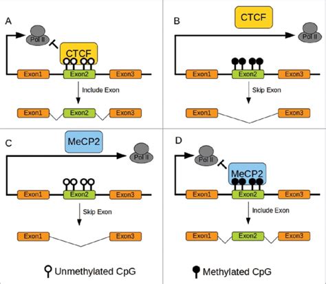 Dna Methylation And Splicing In Mammals Actcf Binding To