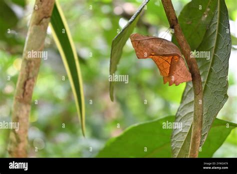Soft Focus Side View Of A Pupa Of A Sri Lankan Birdwing Butterfly