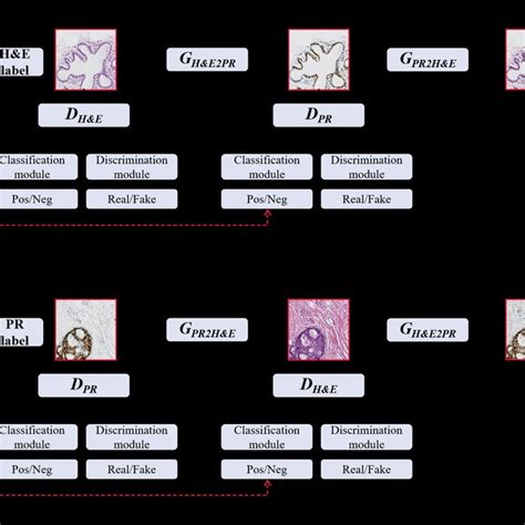 The Structure Of Our Pr Virtual Staining Method Download Scientific Diagram