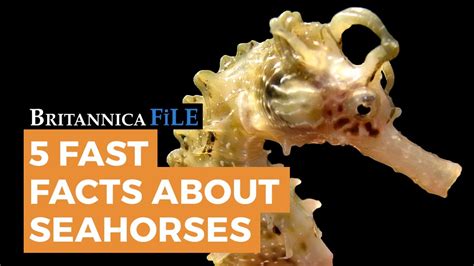 Britannica File 5 Fast Facts About Seahorses Encyclopaedia