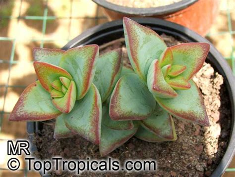Crassula Sp Crassula Top Tropicals Plant Encyclopedia