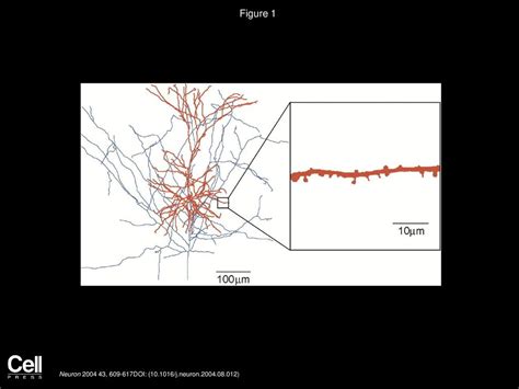 Synaptic Connectivity And Neuronal Morphology Ppt Download