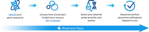 Flash Gene And Gene Synthesis 4 Day Gene To Plasmid Genscript