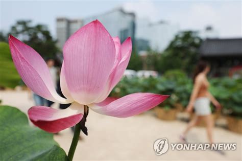 조계사 연꽃축제 연합뉴스
