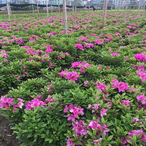 绿化花花草街道大山谷图库