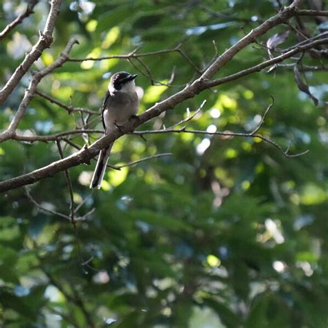 검은가슴할미새사촌