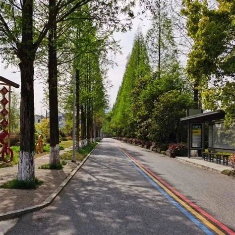 美美美！义乌这两条道路上榜啦~特色大道绿化