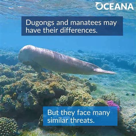 Manatees Vs Dugongs Do You Know The Difference Between Dugongs And