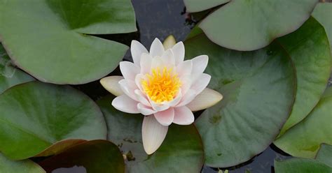 Lotus Flowers The Sacred Symbol Of Purity And Resilience The Garden