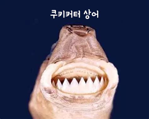 최장수의 아이콘 그린란드 상어에 대한 재밌는 사실들 네이버 블로그
