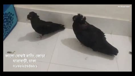 কালো বোম্বাই রানিং জোড়া Youtube