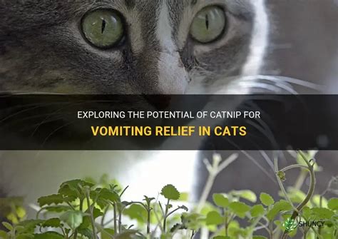 Exploring The Potential Of Catnip For Vomiting Relief In Cats Shuncy