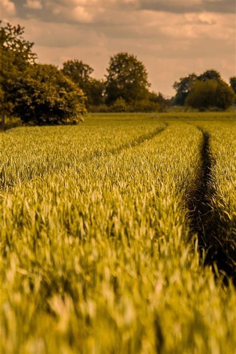 Wallpaper Nature Field Dusk Clouds Trees Spring 1920x1200 Picture