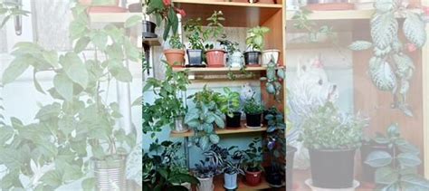 Черенки комнатных растений купить в Зеленограде Товары для дома и дачи Авито