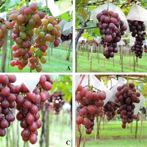 Biosynthetic Pathway Of Flavonoids With Prominence For The Formation Of