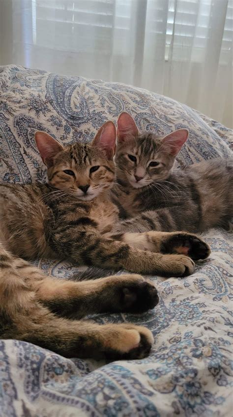 Cats For Adoption In Monson Center Massachusetts Alpha Paw