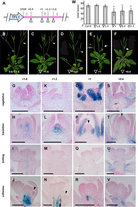 Deletion Analysis Of The 3 Promoter Region From 04 To 16 Kb
