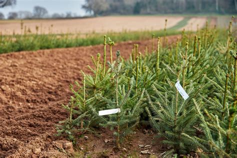 Hedging And Forestry Wholesale Nursery Wyevale Nurseries
