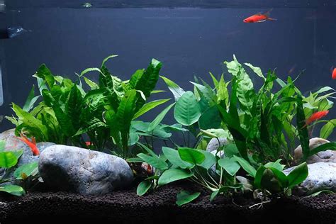 Top 50 Espécies De Peixes De água Doce Para Aquário Myaquarium