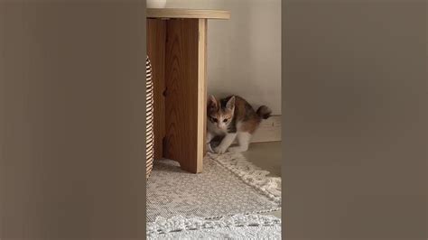 양말을 가지고 도망치는 아기 고양이 Shorts Youtube