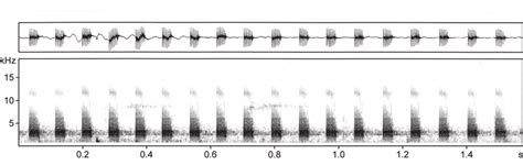 wave form above and spectrogram below of an advertisement call