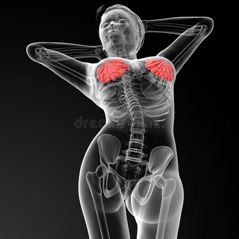 Radiografía De La Anatomía Del Pecho Imagen De Archivo Imagen De Leche Mujer 82857333