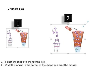 Spermatogenesis Slide