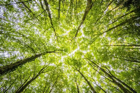 Tecnologias Sustentáveis Por Que Elas São O Futuro