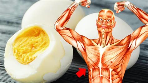 Isso acontece seu corpo se você comer ovos todos os dias YouTube
