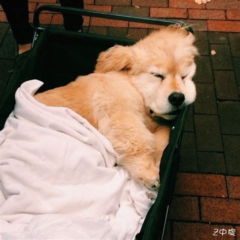 狗子在睡觉zzxxo