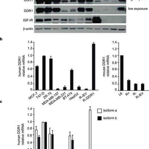 Ddr1 Expression Affects Igf I Mediated Biological Effects In Human Download Scientific Diagram