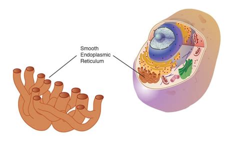 The Endoplasmic Reticulum Rough Vs Smooth Explained