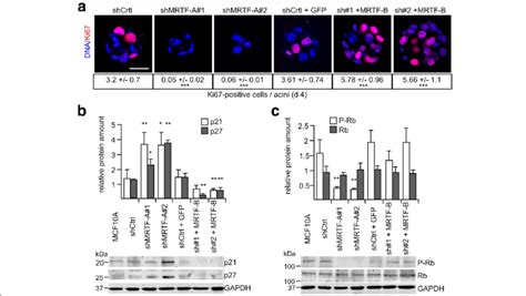 Knockdown Of Myocardin Related Transcription Factor Mrtf A Impairs