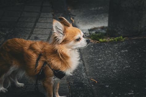 おいてかないでよ by Taira侍 ID11914412 写真共有サイト PHOTOHITO