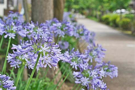 【ガーデニング】初夏に咲かせたい「球根から育つ花」。主役級の花の楽しみ方【球根植物】 マチュアリスト