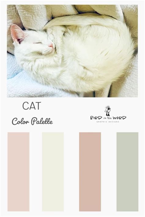 🐈‍⬛ Cat Color Palettes 🐈