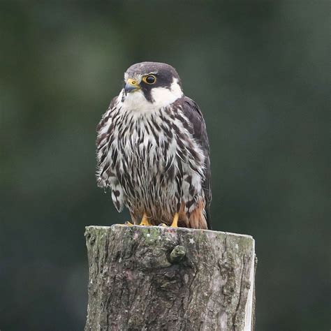 Hobby At South Brent By Steve Hopper Devon Birds