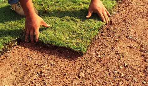 When Is The Best Time To Plant St Augustine Grass Sodlawn