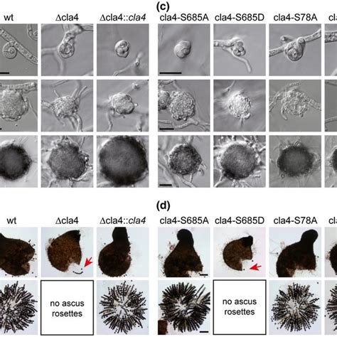 Microscopic Analysis Of Sexual Development As Indicated Images Were Download Scientific