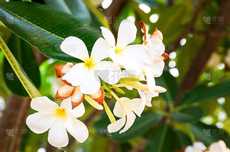 家里树上的白花